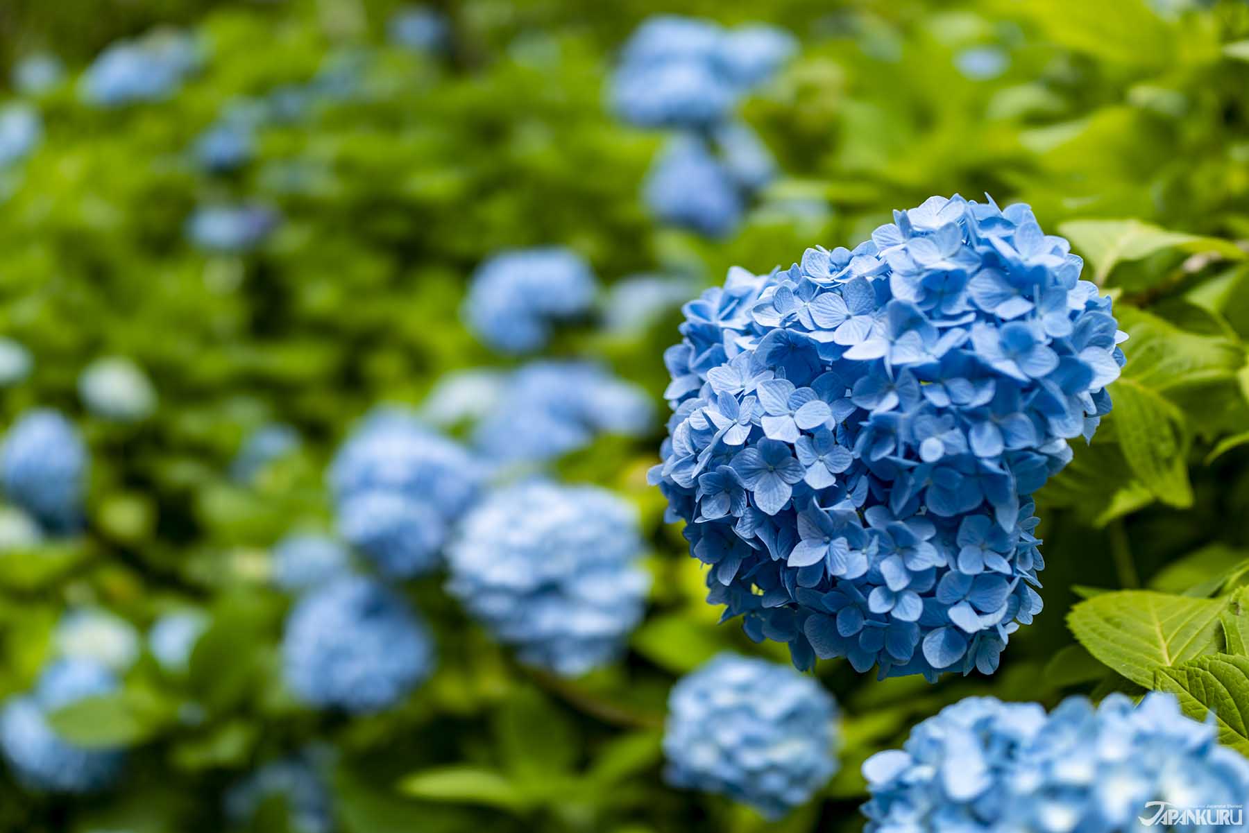 Musim Panas di Jepang? Ini 5 Bunga yang Harus Kamu Lihat! ・ Temani ...