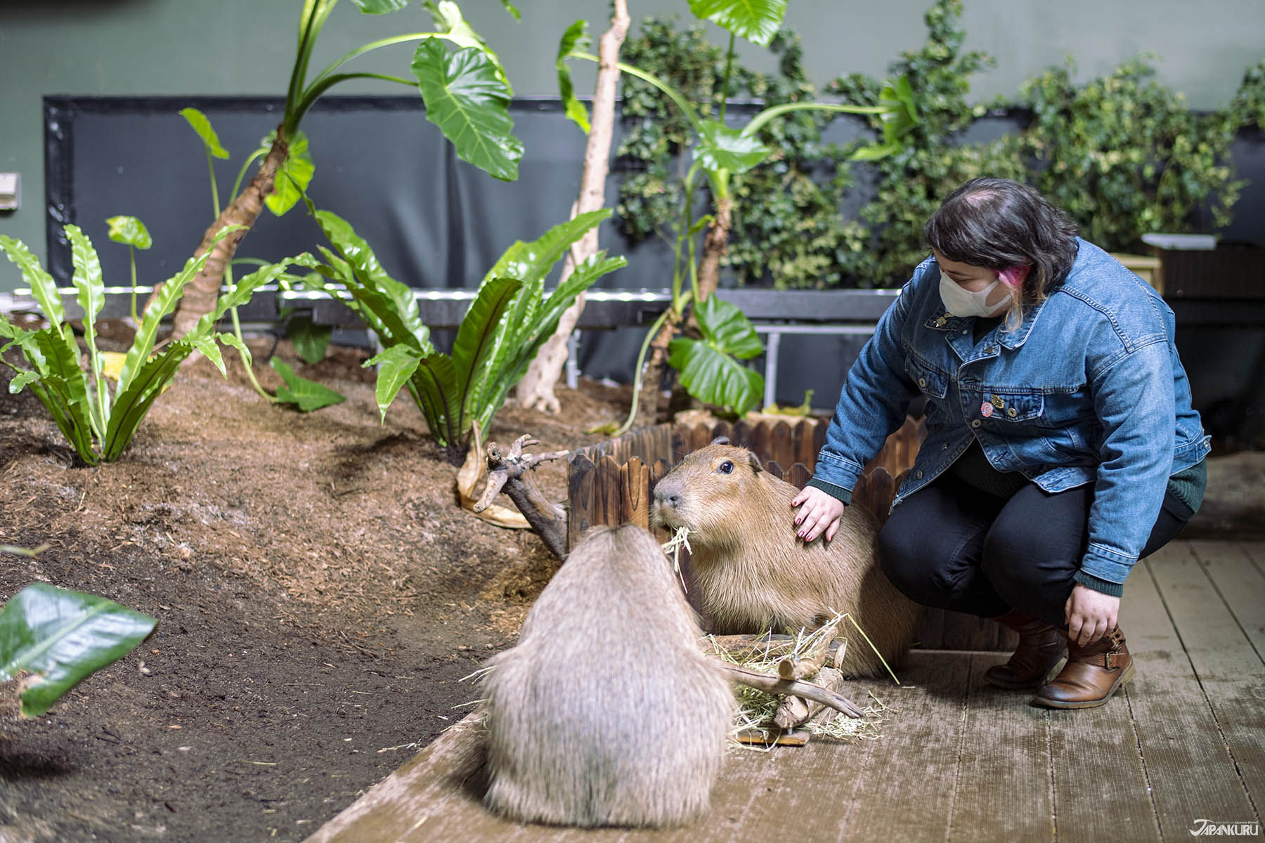 Meet Japan’s Cutest Capybaras: 4 Spots to Feed, Pet, and Play With ...