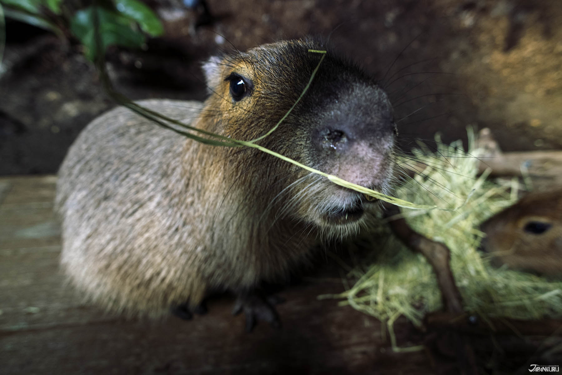 Meet Japan’s Cutest Capybaras: 4 Spots to Feed, Pet, and Play With ...