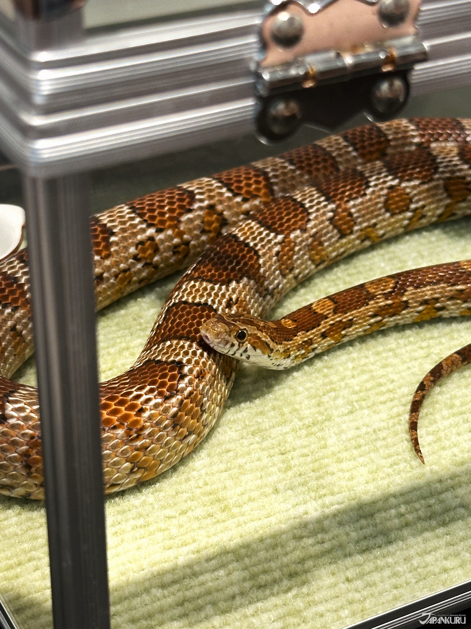 Tokyo Snake Cafe: ใช้เวลาช่วงบ่ายที่คาเฟ่สัตว์เลี้ยงสุดแปลกในญี่ปุ่น