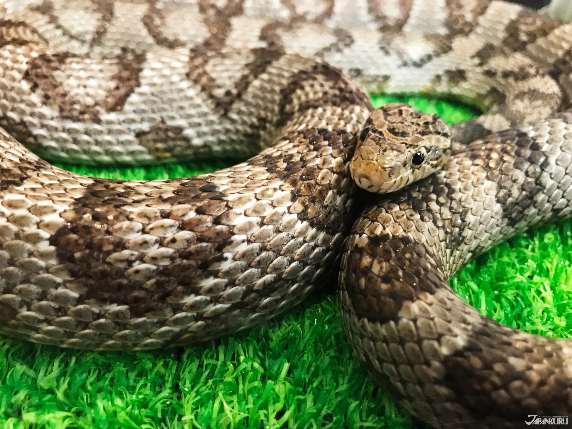 Tokyo Snake Cafe: Spend an Afternoon at Japan’s Most Unique Animal Cafe