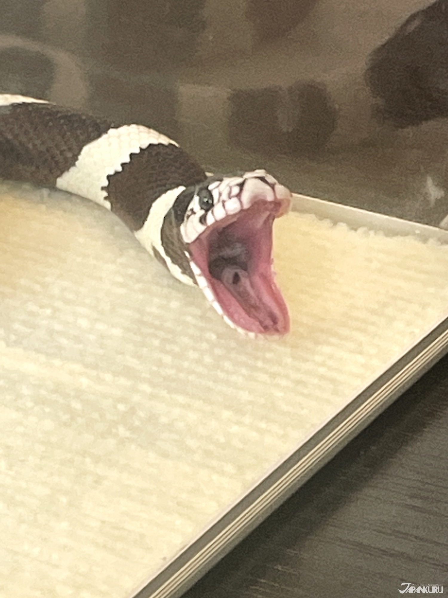 Tokyo Snake Cafe: Spend an Afternoon at Japan’s Most Unique Animal Cafe