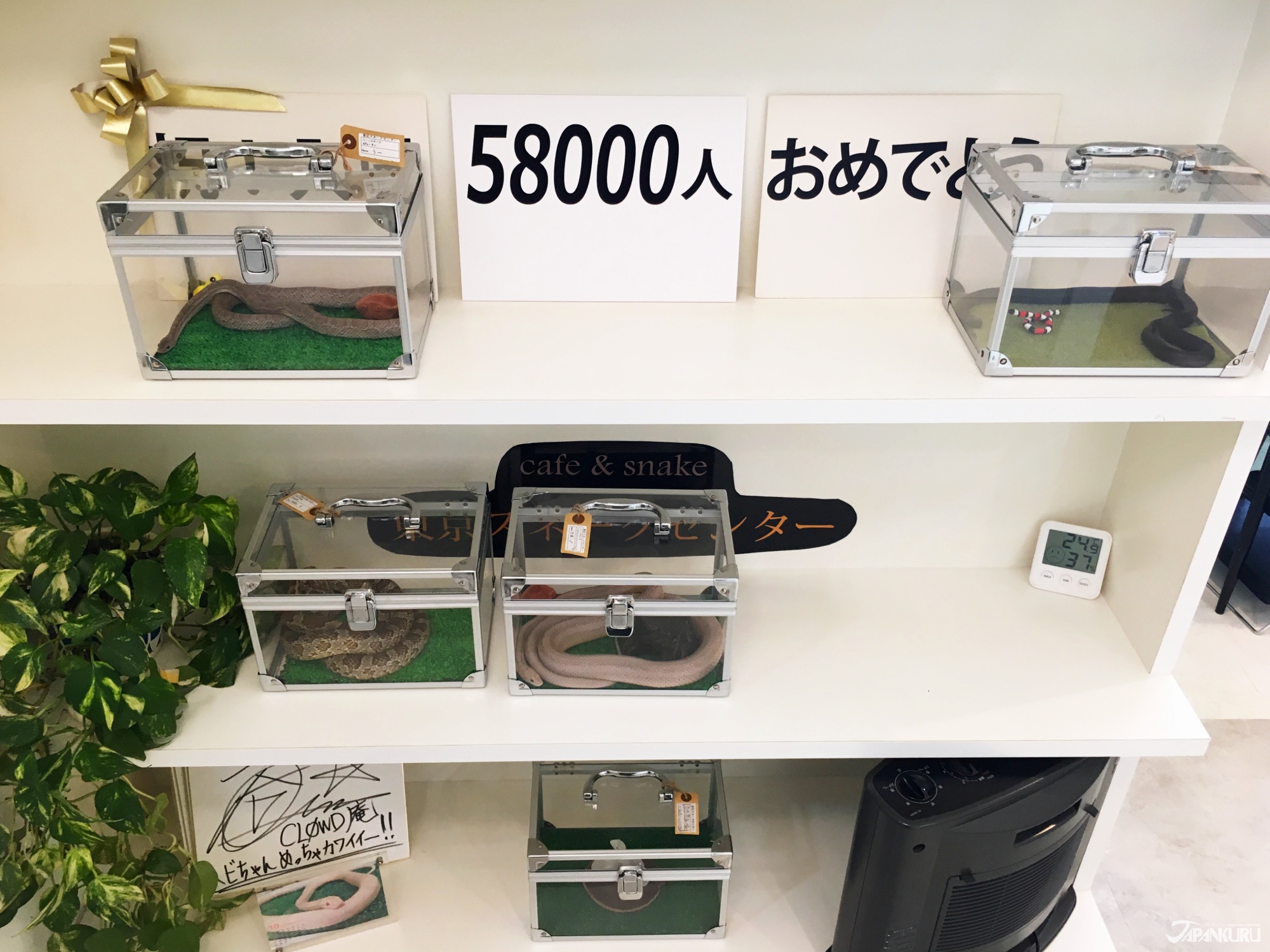 Tokyo Snake Cafe: ใช้เวลาช่วงบ่ายที่คาเฟ่สัตว์เลี้ยงสุดแปลกในญี่ปุ่น