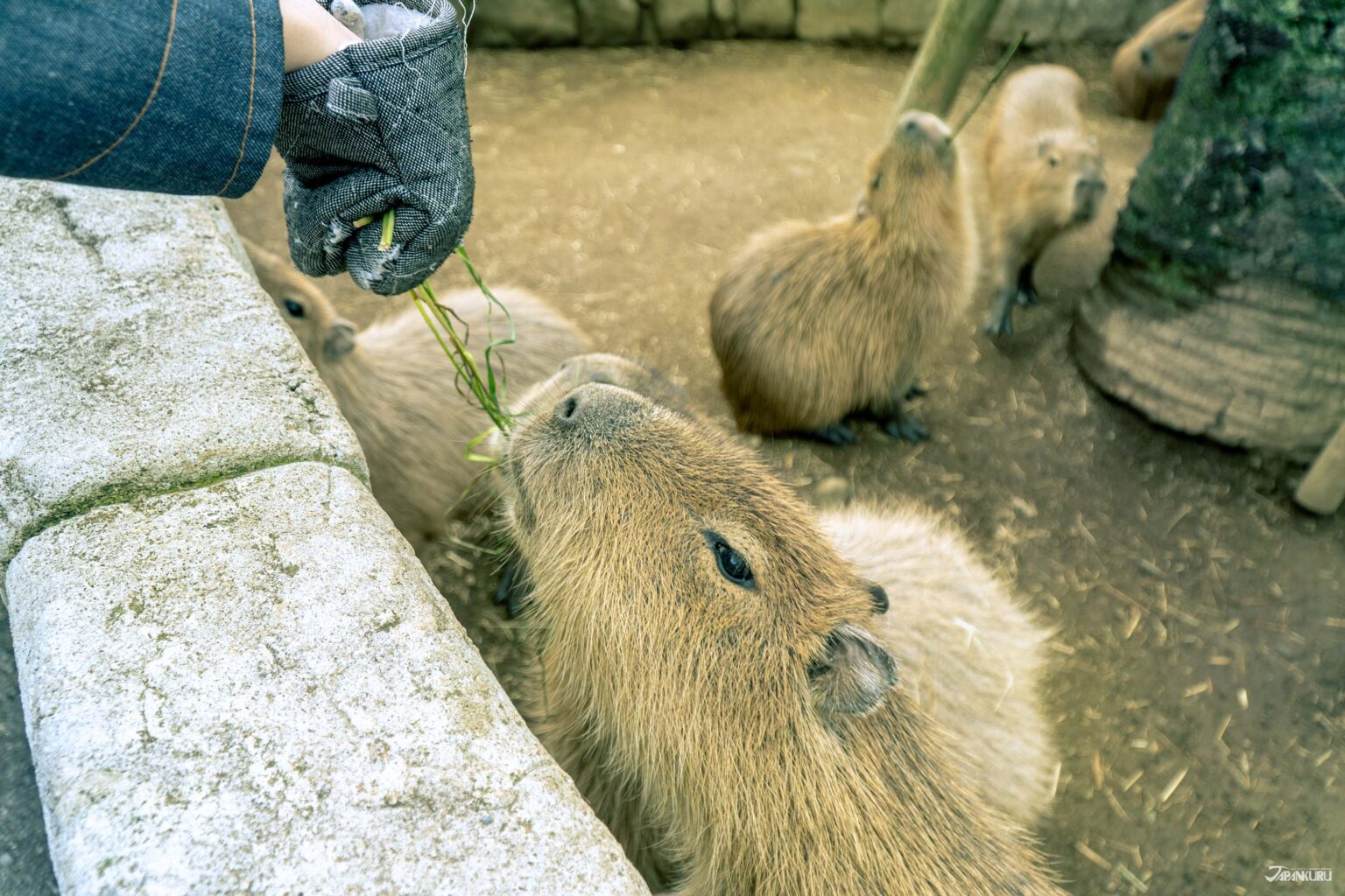 Meet Japan’s Cutest Capybaras: 4 Spots to Feed, Pet, and Play With ...