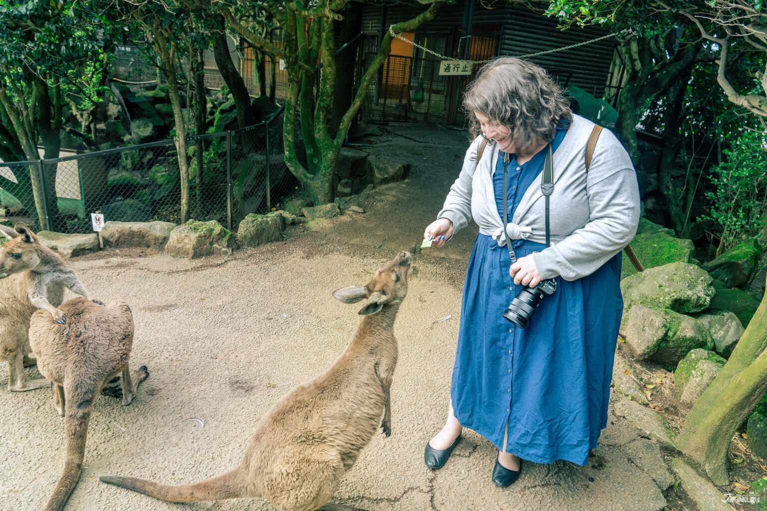 Meet Japan’s Cutest Capybaras: 4 Spots to Feed, Pet, and Play With ...