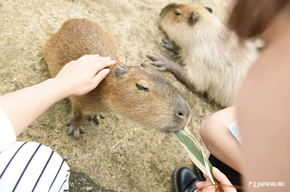 Meet Japan’s Cutest Capybaras: 4 Spots to Feed, Pet, and Play With ...