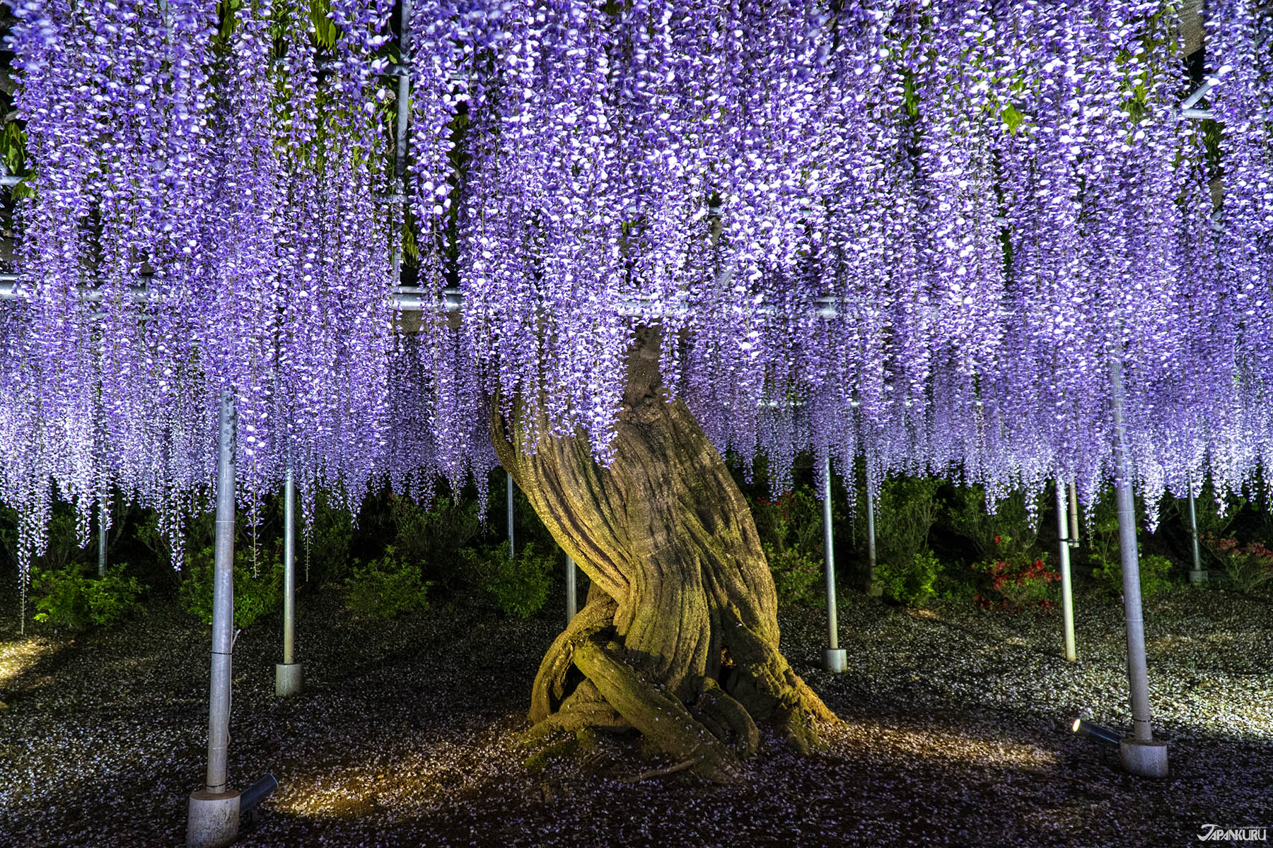 🎏 Golden Week Events in Japan 2025 | A Guide for First-Time Travelers ...