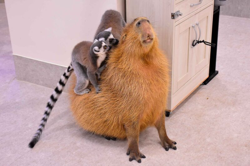 Visit the Largest Indoor Petting Zoo in Tokyo, AniTouch, for Snack Time ...